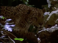 Jaguar GIFs - Get the best gif on GIFER