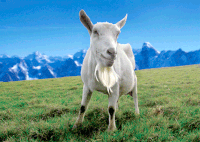 Bode GIFs - Get the best gif on GIFER