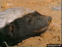 Badger GIFs - Get the best gif on GIFER