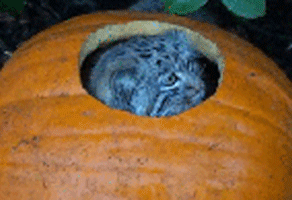 Quickdeploy GIFs - Get the best gif on GIFER