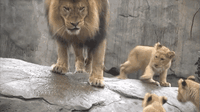 Lion GIFs - Get the best gif on GIFER