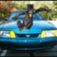 Junkyard GIFs - Get the best gif on GIFER