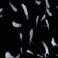 Feathers GIFs - Get the best gif on GIFER