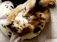 Limpieza GIFs - Get the best gif on GIFER