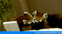 Mapache GIF - Conseguir el mejor gif en GIFER
