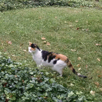 Lookout GIFs - Get the best gif on GIFER