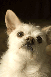 Rabid GIFs - Get the best gif on GIFER