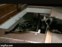 Score GIFs - Get the best gif on GIFER