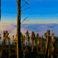 Floresta GIFs - Get the best gif on GIFER
