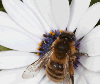 Bees GIFs - Get the best gif on GIFER