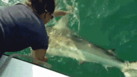 Tiburon GIF - Conseguir el mejor gif en GIFER