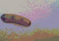 Larva GIFs - Get the best gif on GIFER