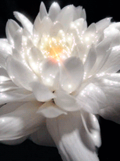 Lotus GIFs - Get the best gif on GIFER
