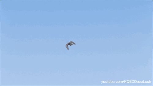 Birds of prey GIF - Conseguir o melhor gif em GIFER