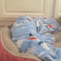 Blanket GIFs - Get the best gif on GIFER