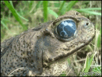 Parasite GIFs - Get the best gif on GIFER