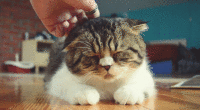 Purr GIFs - Get the best gif on GIFER