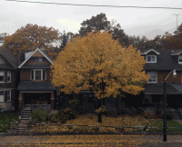 Baum GIFs - Get the best gif on GIFER