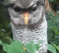 Sova GIFs - Get the best gif on GIFER