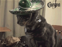 Tequila GIFs - Get the best gif on GIFER