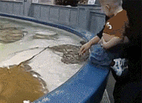 Stingrays GIFs - Get the best gif on GIFER