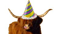 Yak GIFs - Get the best gif on GIFER