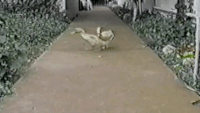 Quack GIFs - Get the best gif on GIFER