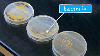 Bacteria GIFs - Get the best gif on GIFER