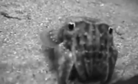 Unusual GIFs - Get the best gif on GIFER