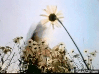 Ancestor GIFs - Get the best gif on GIFER