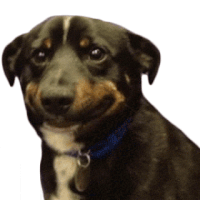 Allies GIFs - Get the best gif on GIFER