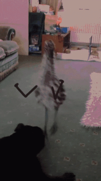 Emu GIFs - Get the best gif on GIFER
