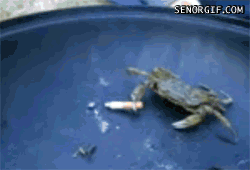 Buds GIFs - Get the best gif on GIFER