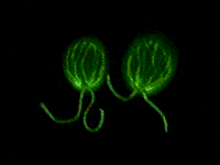 Structural GIFs - Get the best gif on GIFER