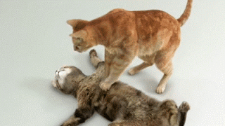Passes out GIF - Conseguir o melhor gif em GIFER