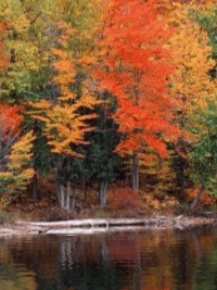 Bosque GIFs - Get the best gif on GIFER