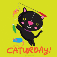 Caturday GIFs - Get the best gif on GIFER