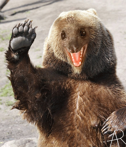 Batbear GIFs - Get the best gif on GIFER