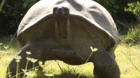 Tortoises GIFs - Get the best gif on GIFER