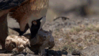 Vultures Gif