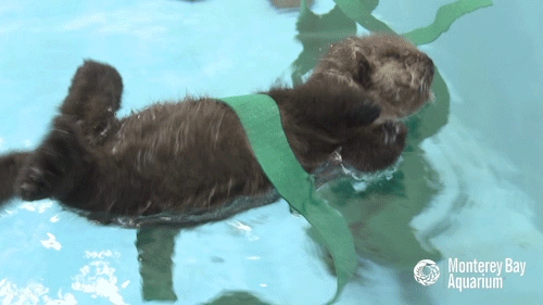 Wriggle GIFs - Get the best gif on GIFER