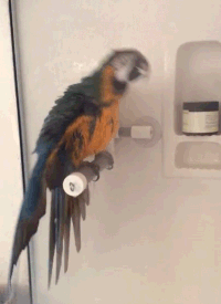 Macaws GIFs - Obtenez le meilleur gif sur GIFER