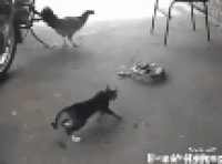 Whopper GIFs - Get the best gif on GIFER