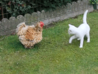 Chicken GIFs - Get the best gif on GIFER