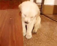 Perrito GIFs - Get the best gif on GIFER