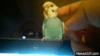 Budgie GIFs - Get the best gif on GIFER