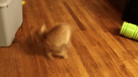 Tail GIFs - Get the best gif on GIFER