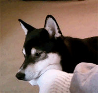 Inu GIFs - Get the best gif on GIFER