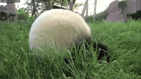 Rolling GIFs - Get the best gif on GIFER