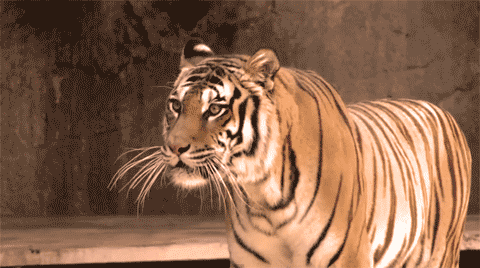 Roaring tiger гифки, анимированные GIF изображения roaring tiger ...